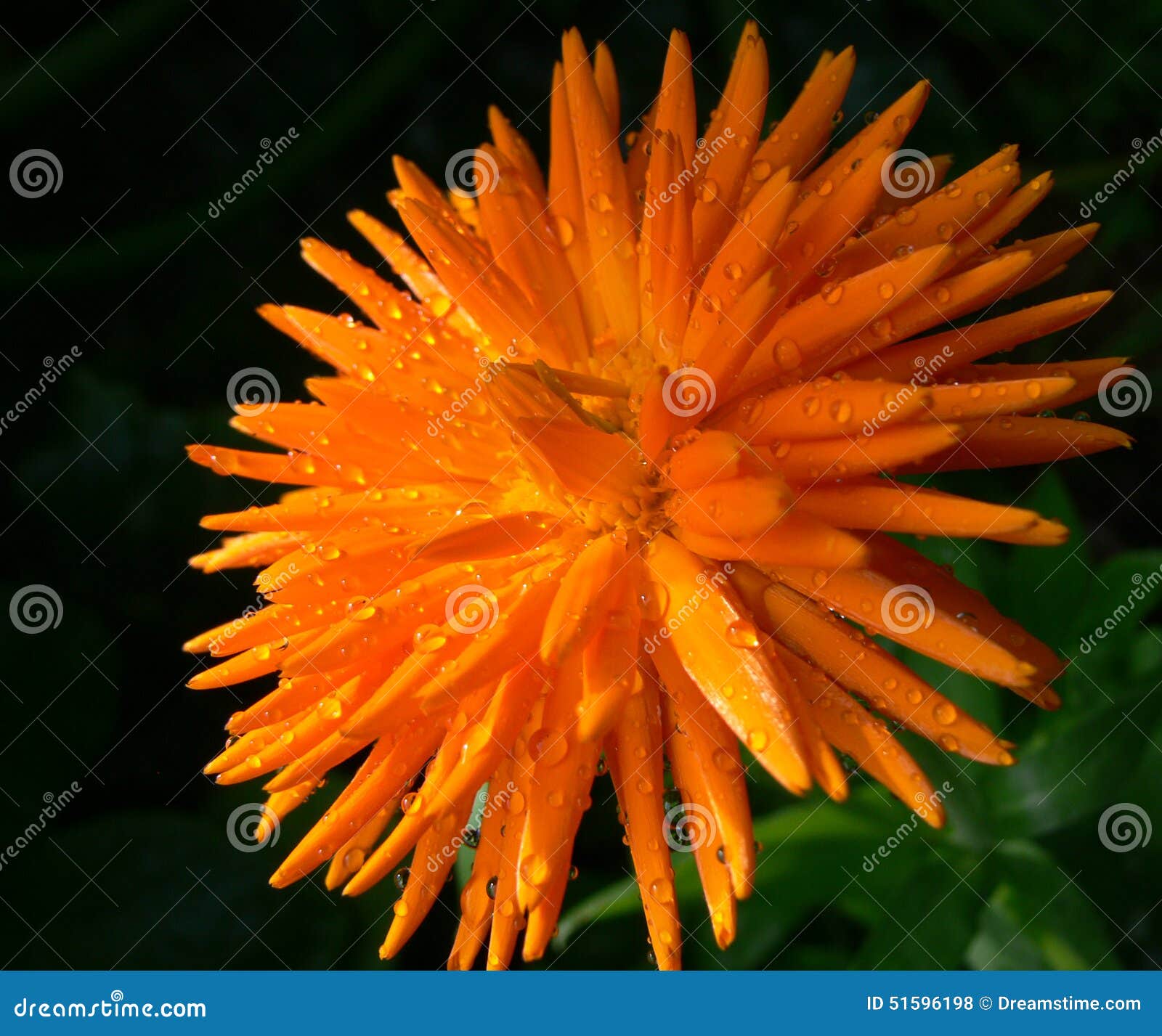 Exploding flower stock photo. Image of explosion, water - 51596198