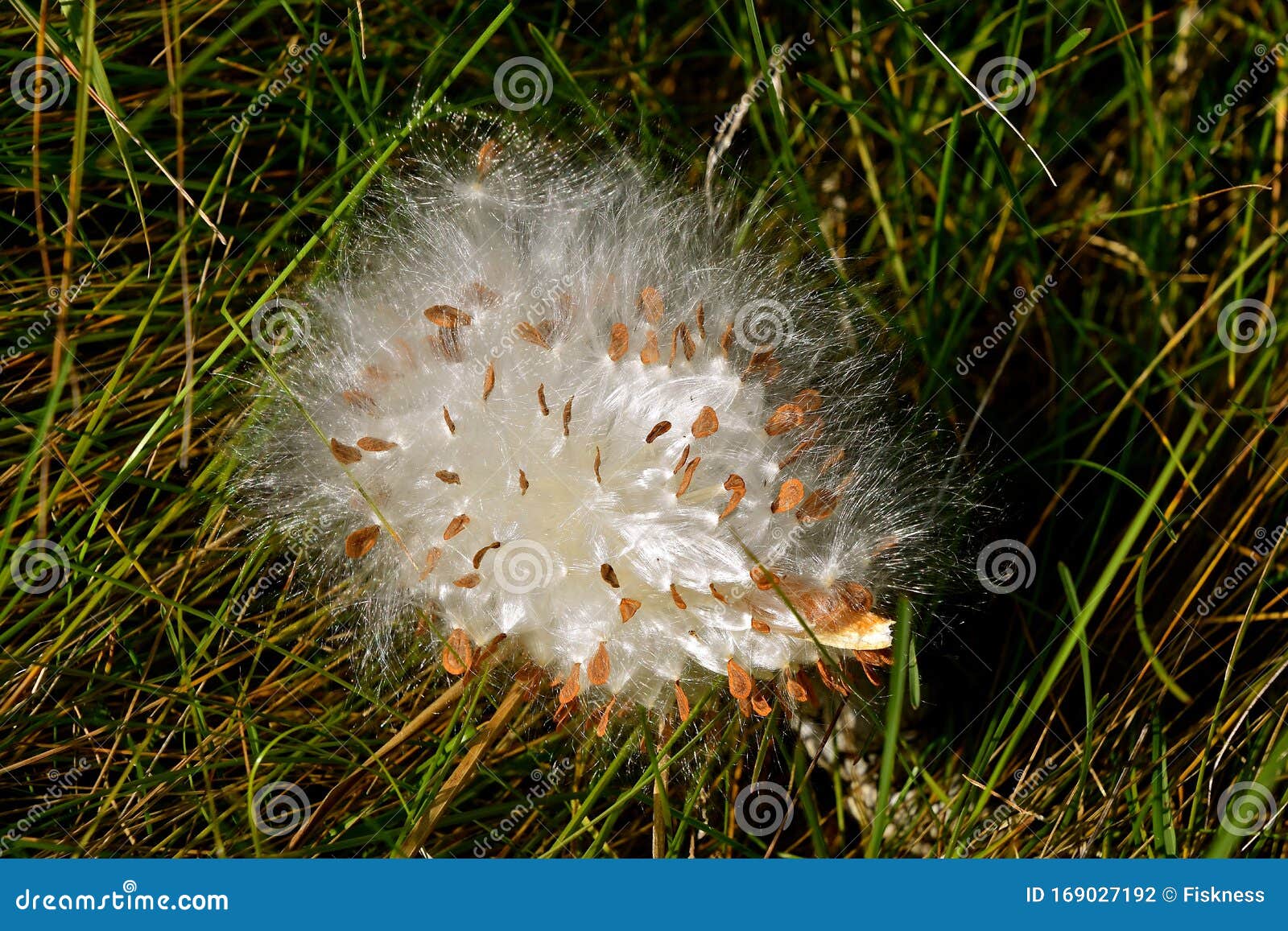 Exploding milkweed pod stock photo. Image of flora, seedpod - 169027192