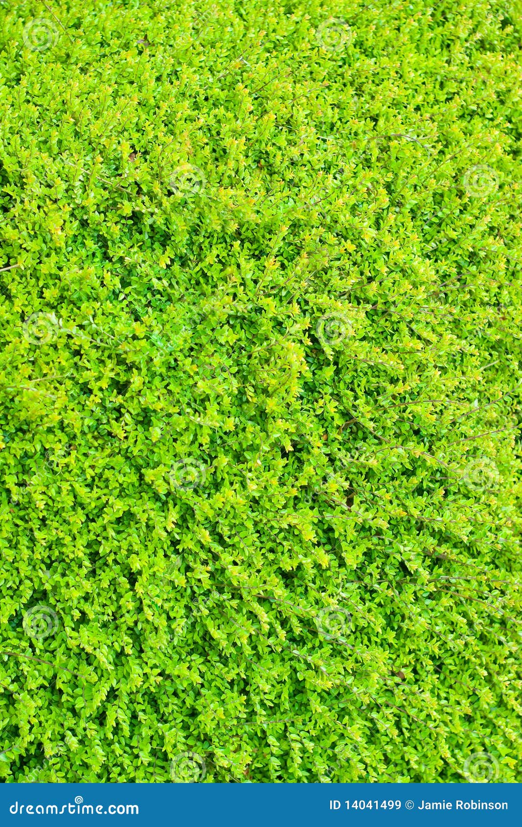 Exploding Vivid Green Shrub Hedge Stock Image - Image of garden ...