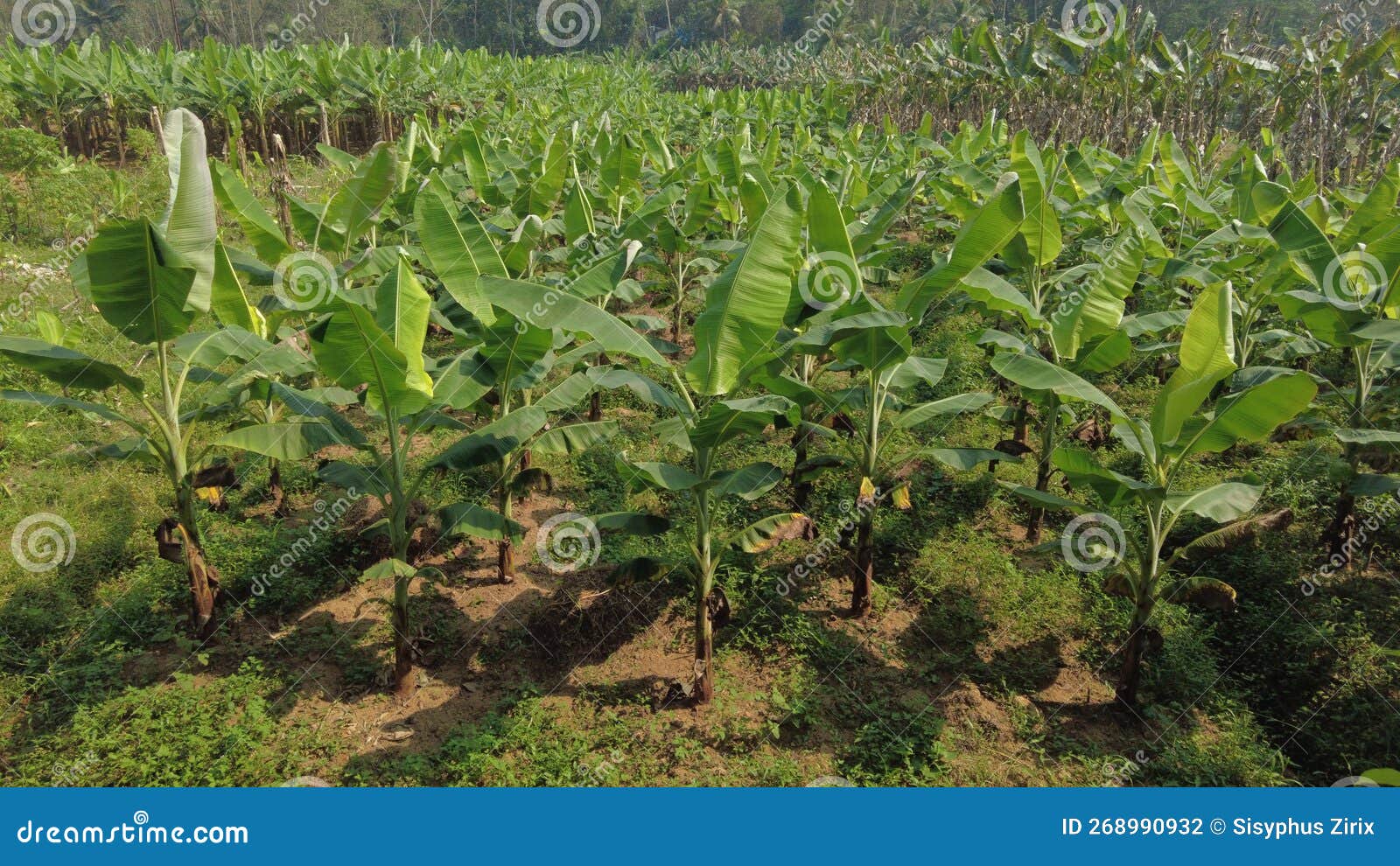 Exploitation Agricole Plantule En Kerala De Thiruvananthapuram Photo ...
