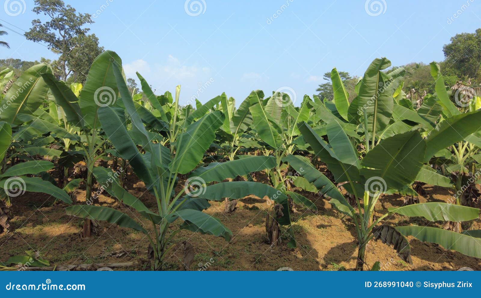 Exploitation Agricole Plantule En Kerala De Thiruvananthapuram Photo ...