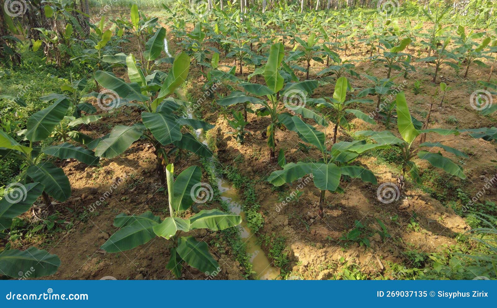 Exploitation Agricole Plantule En Kerala De Thiruvananthapuram Image ...