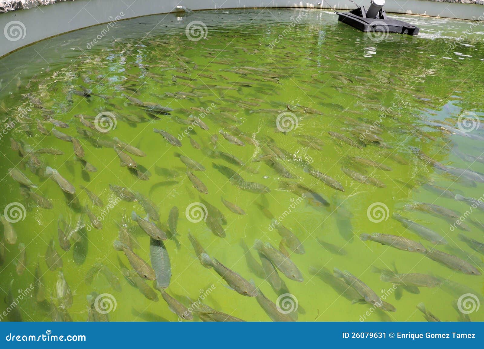 Exploitation De Pisciculture Image stock - Image du industrie, aquarium ...