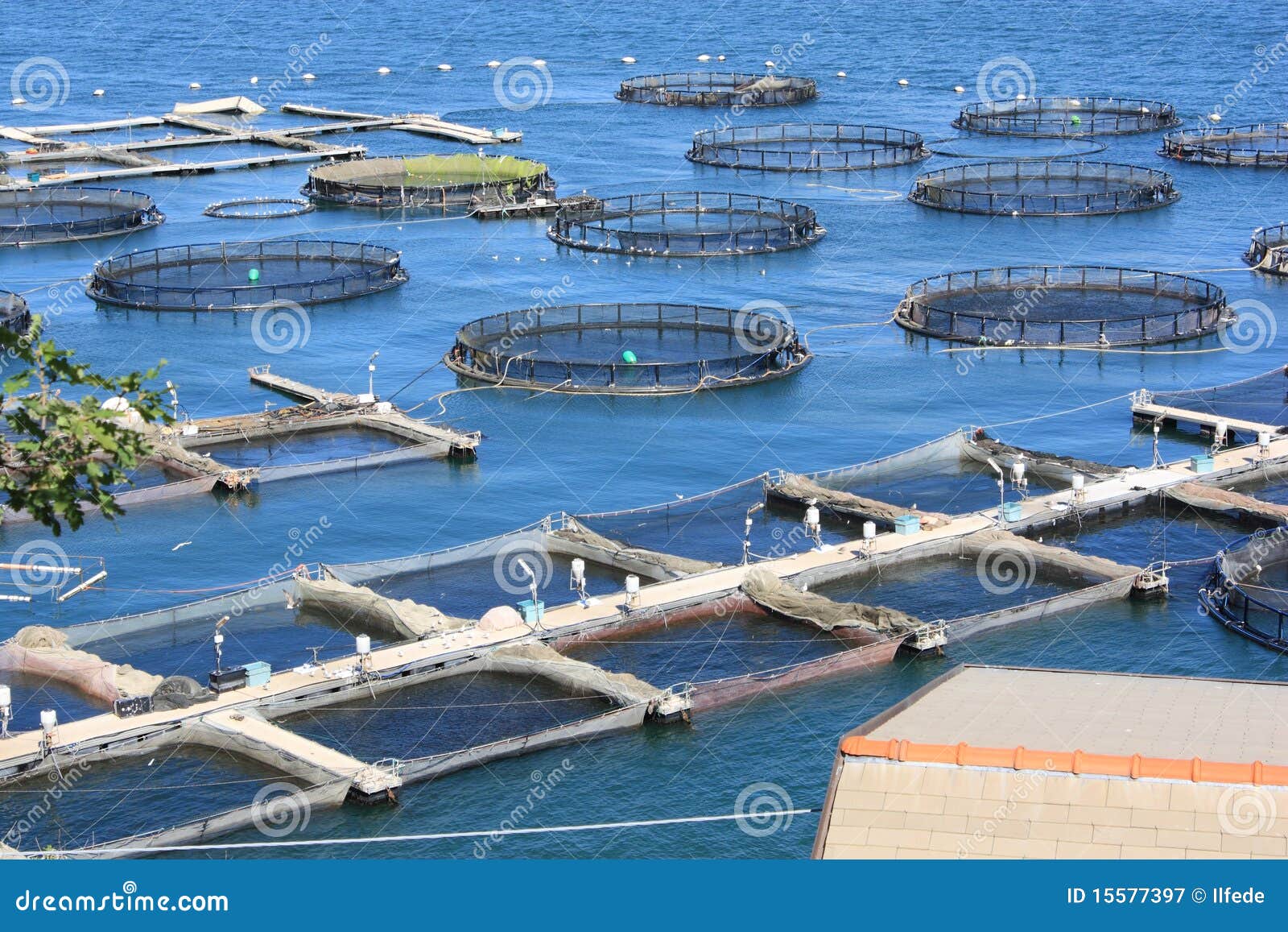 Exploitation De Pisciculture En La Spezia Italie Image stock - Image du ...