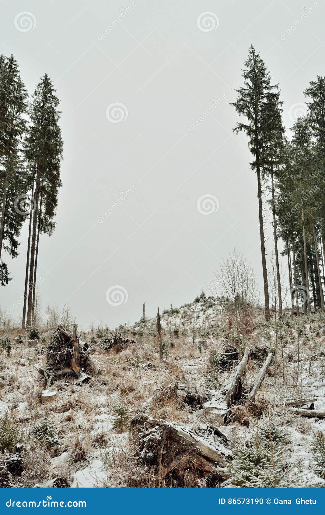 Exploitation of forests stock photo. Image of firewood - 86573190