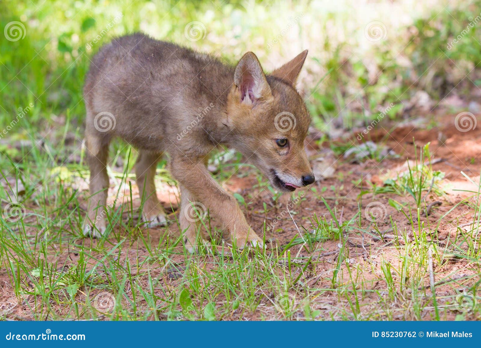 Exploration stock photo. Image of baby, brush, coyotes - 85230762
