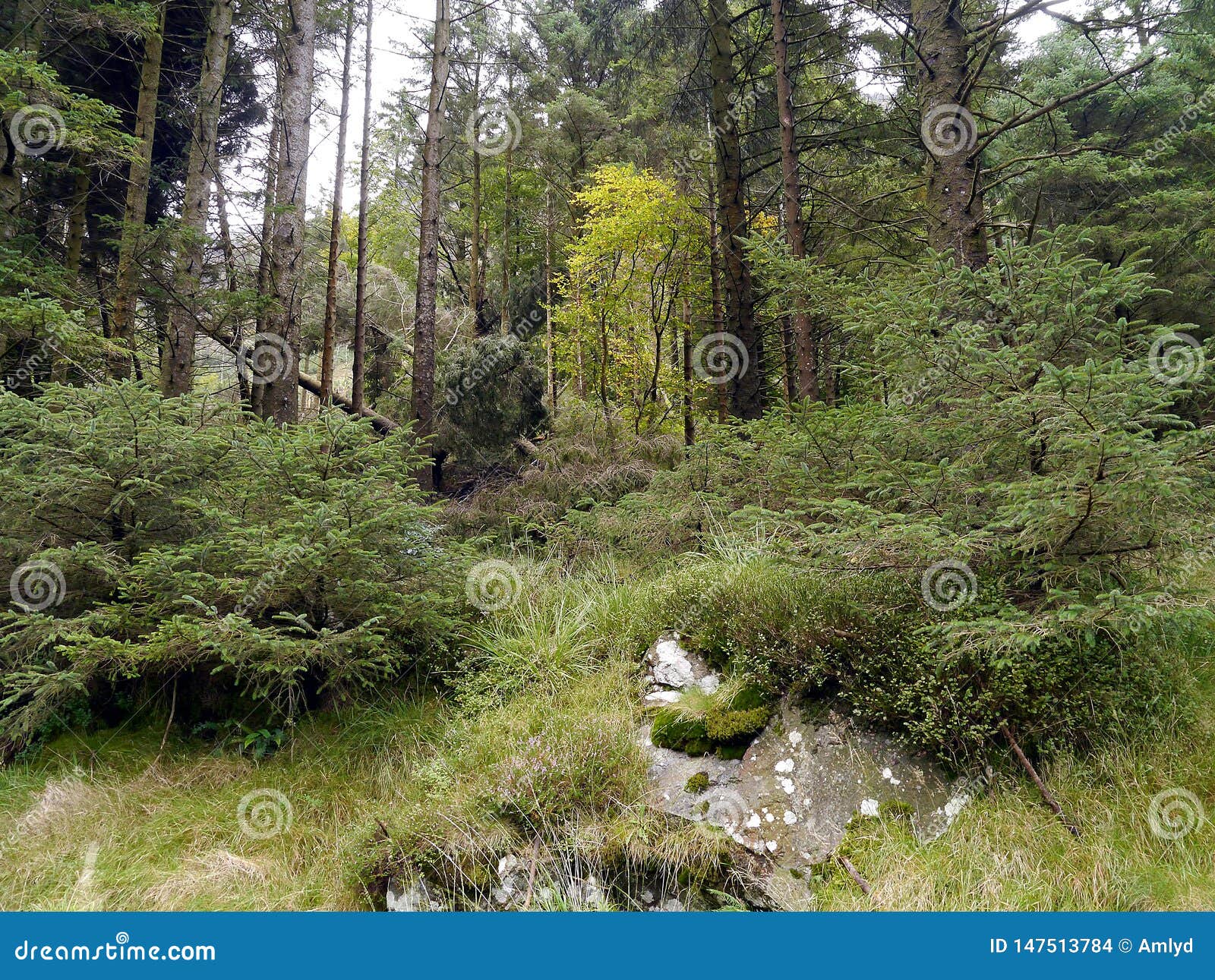 Verdant area in forest stock photo. Image of mist, heather - 147513784