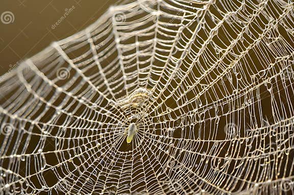 Zoomed-in Spider Silk: Capturing Delicate Silk Threads and Intricate ...