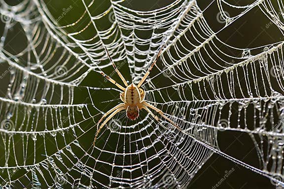 Zoomed-in Spider Silk: Capturing Delicate Silk Threads and Intricate ...