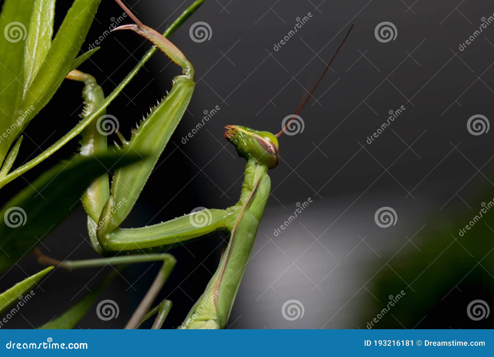 Mantis, Close-up, Green, Face Stock Image - Image of portrait, vibrant ...
