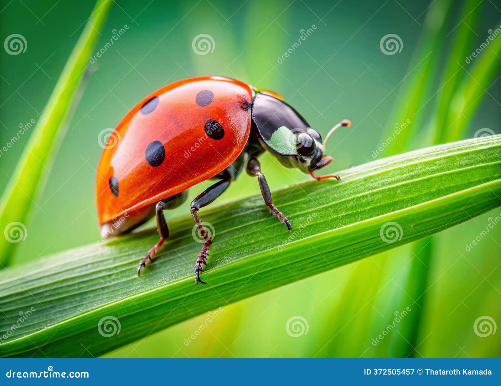 Unveiling The Ladybug Life Cycle A DronesEye View Of Egg Larva Pupa And ...