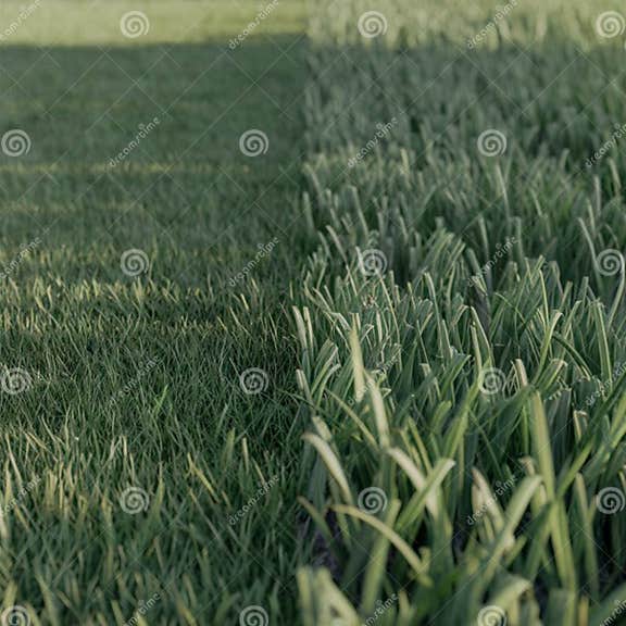 Natural Grass Vs Artificial Turf a Visual Comparison of Lawn Textures ...