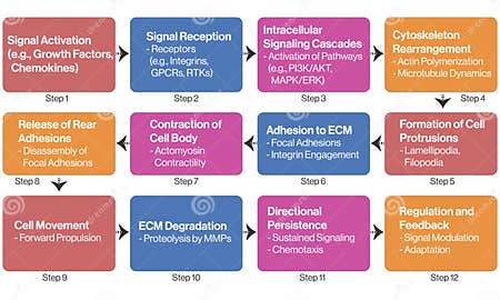 Detailed Flowchart of Cell Migration Mechanisms on White Background for ...