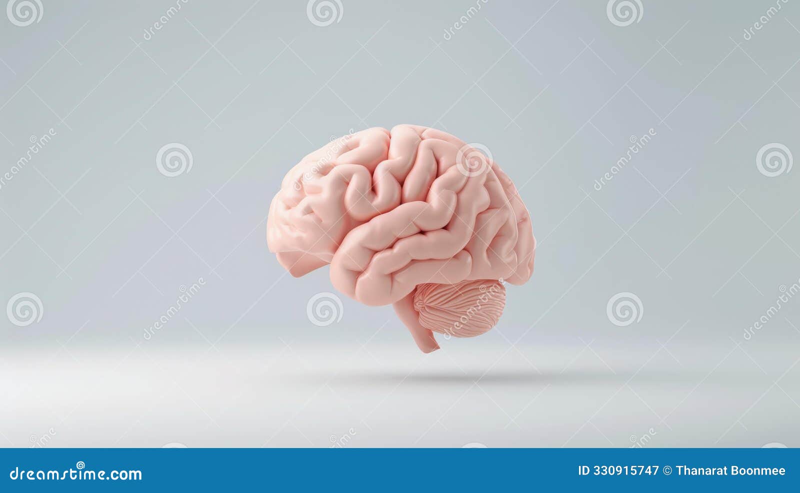 Explore a Detailed and Medically Accurate View of the Human Brain ...