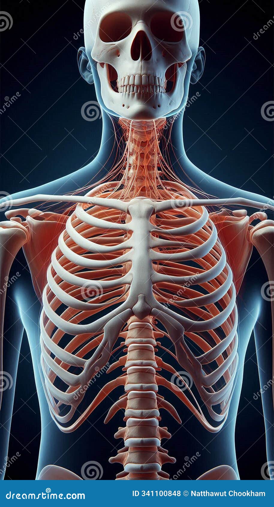 Detailed Human Skeleton and Internal Anatomy Visualization Stock ...