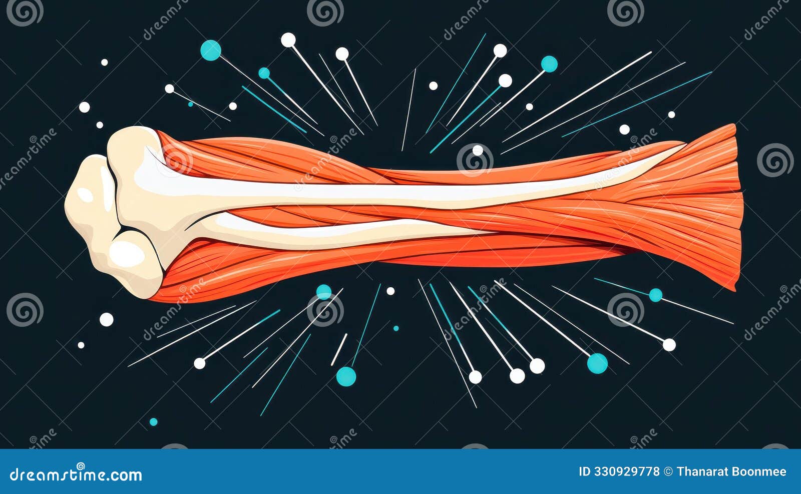 Discover the Elbow Joints Bone Connections and Muscle Anatomy through a ...