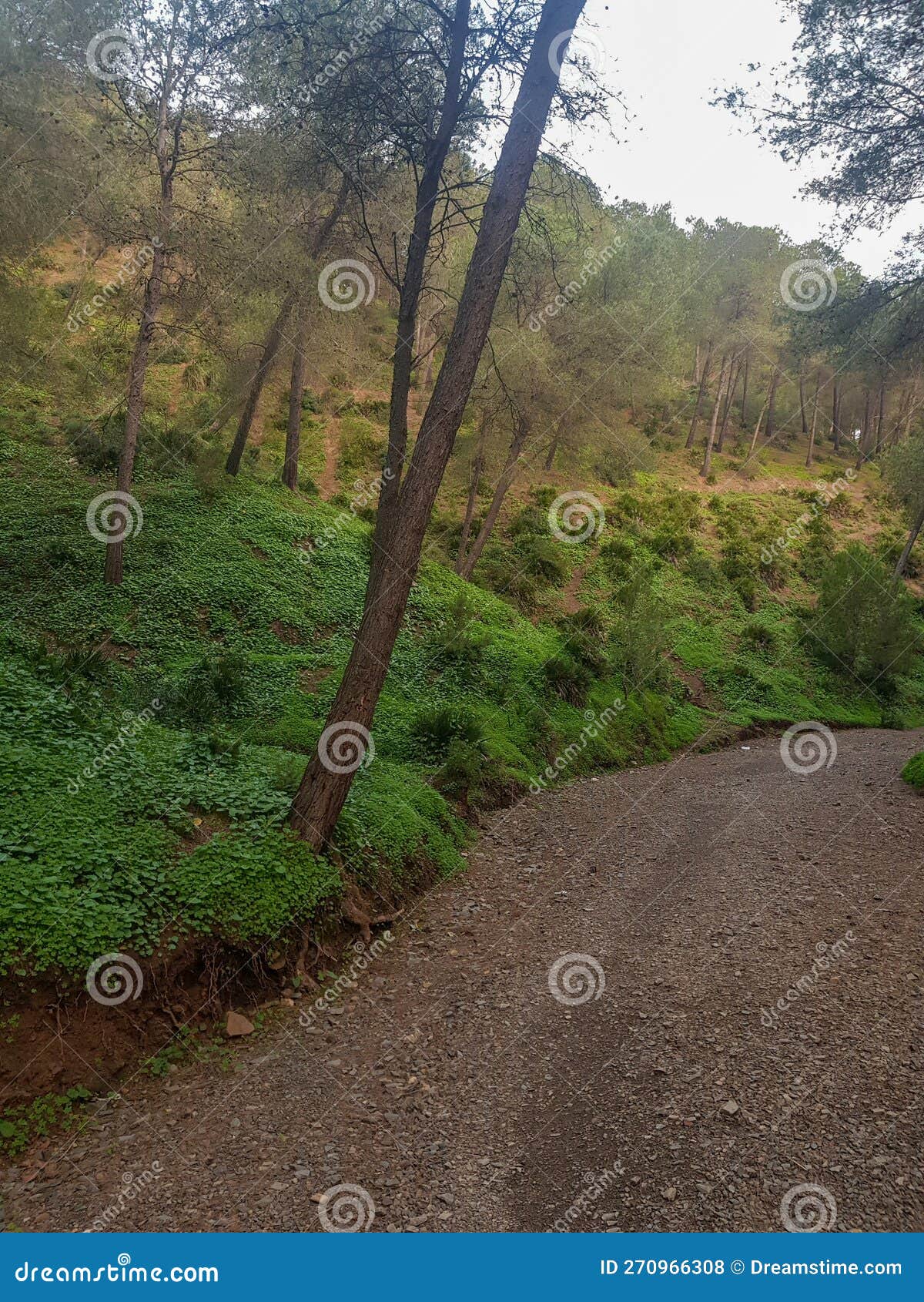 Explore the Landscape of a Natural Mountain Footpath among the Pine ...