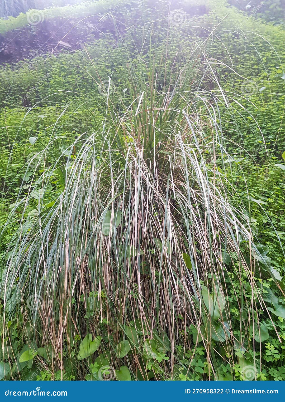 Explore the Landscape of Wild Natural Grass Stock Photo - Image of ...