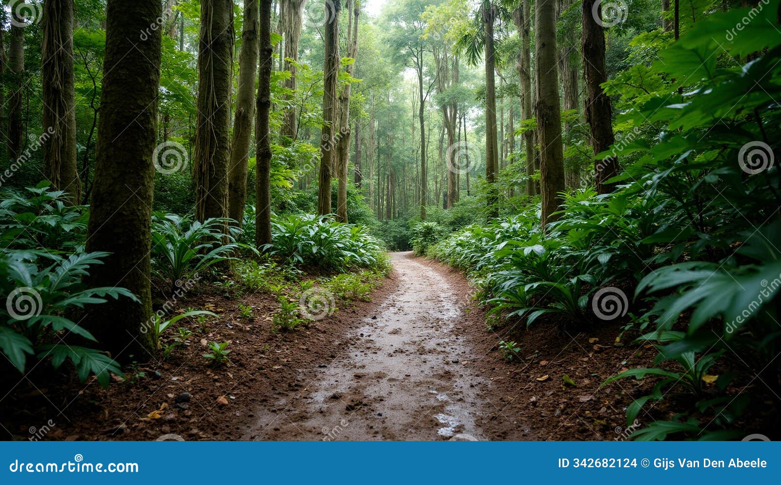 Explore a Muddy Rainforest Path with Towering Trees and Hanging Vines ...