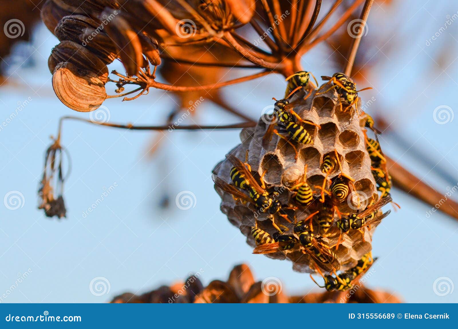 Inside the Buzz: Delving into the Fascinating World of Wasp Nests Stock ...
