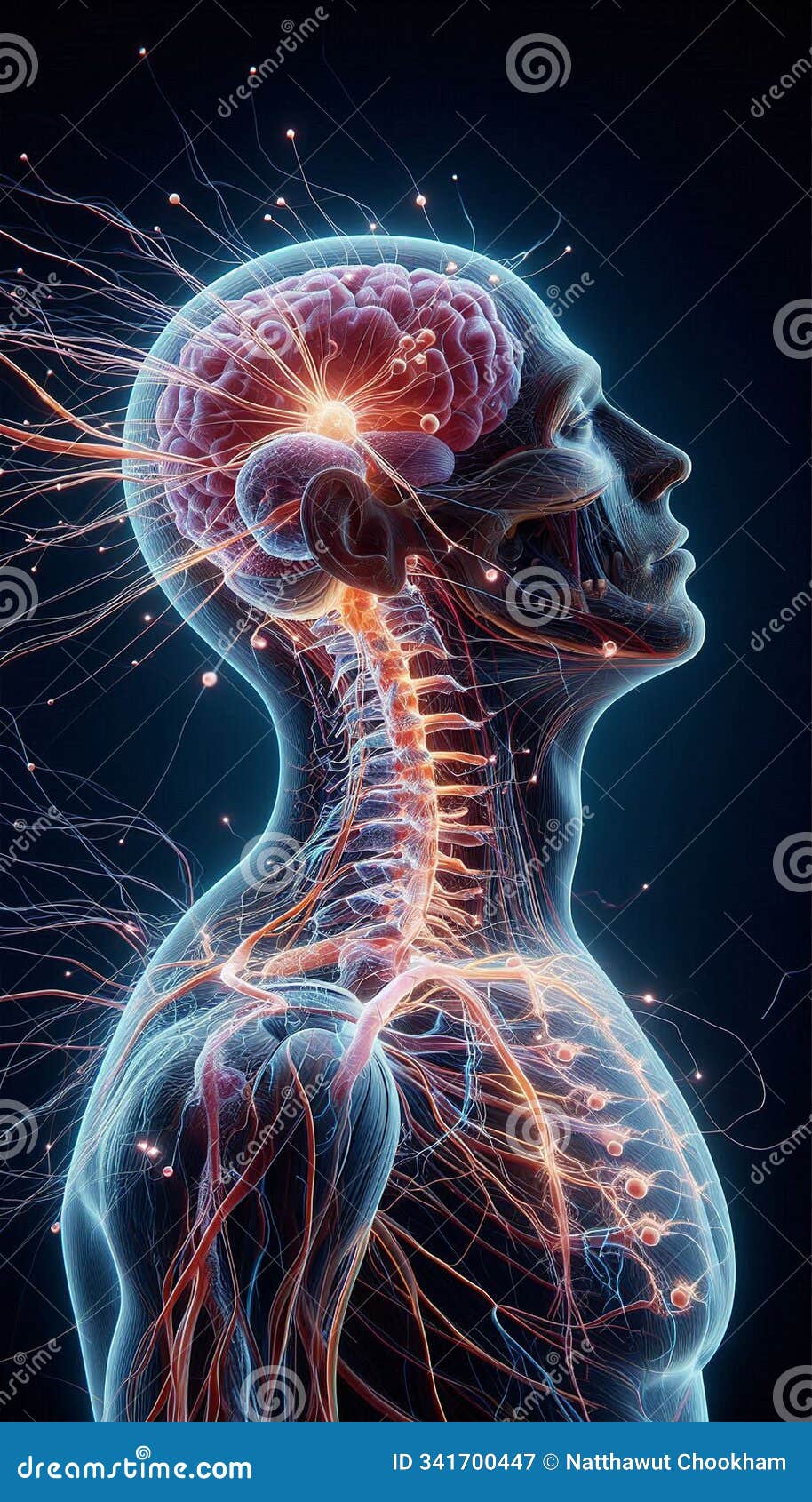 Human Nervous System with Colorful Neural Networks Stock Illustration ...
