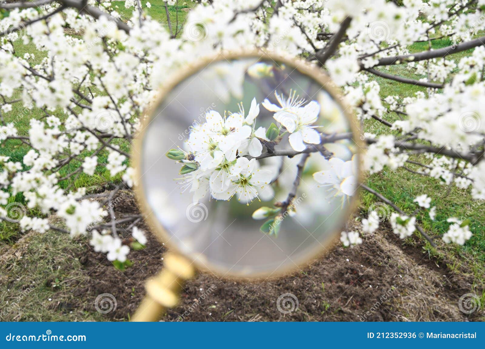 Explore a Blooming Tree through a Magnifying Glass in a Spring Garden ...