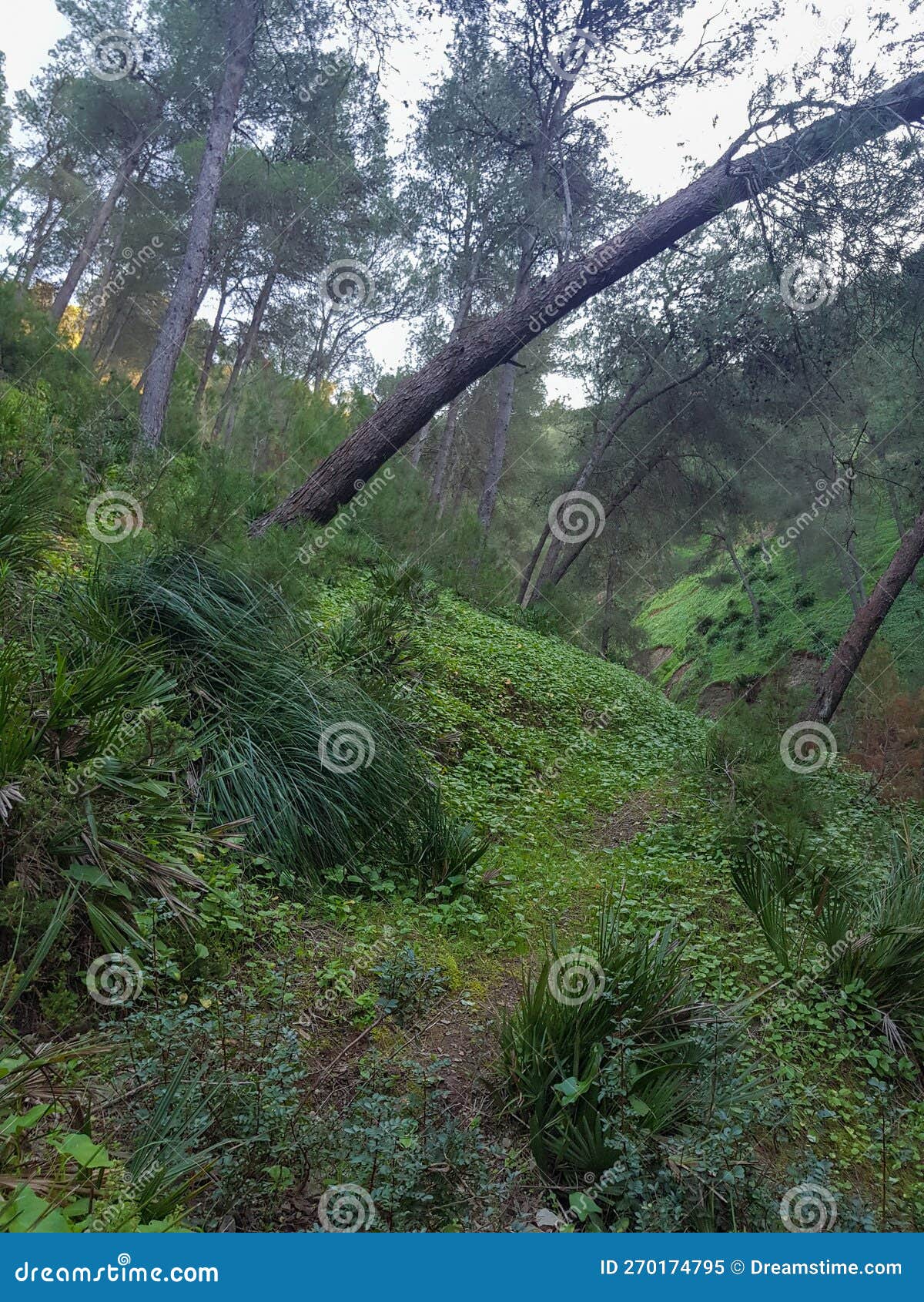 Explore the Wilderness in Its Original Nature Stock Image - Image of ...