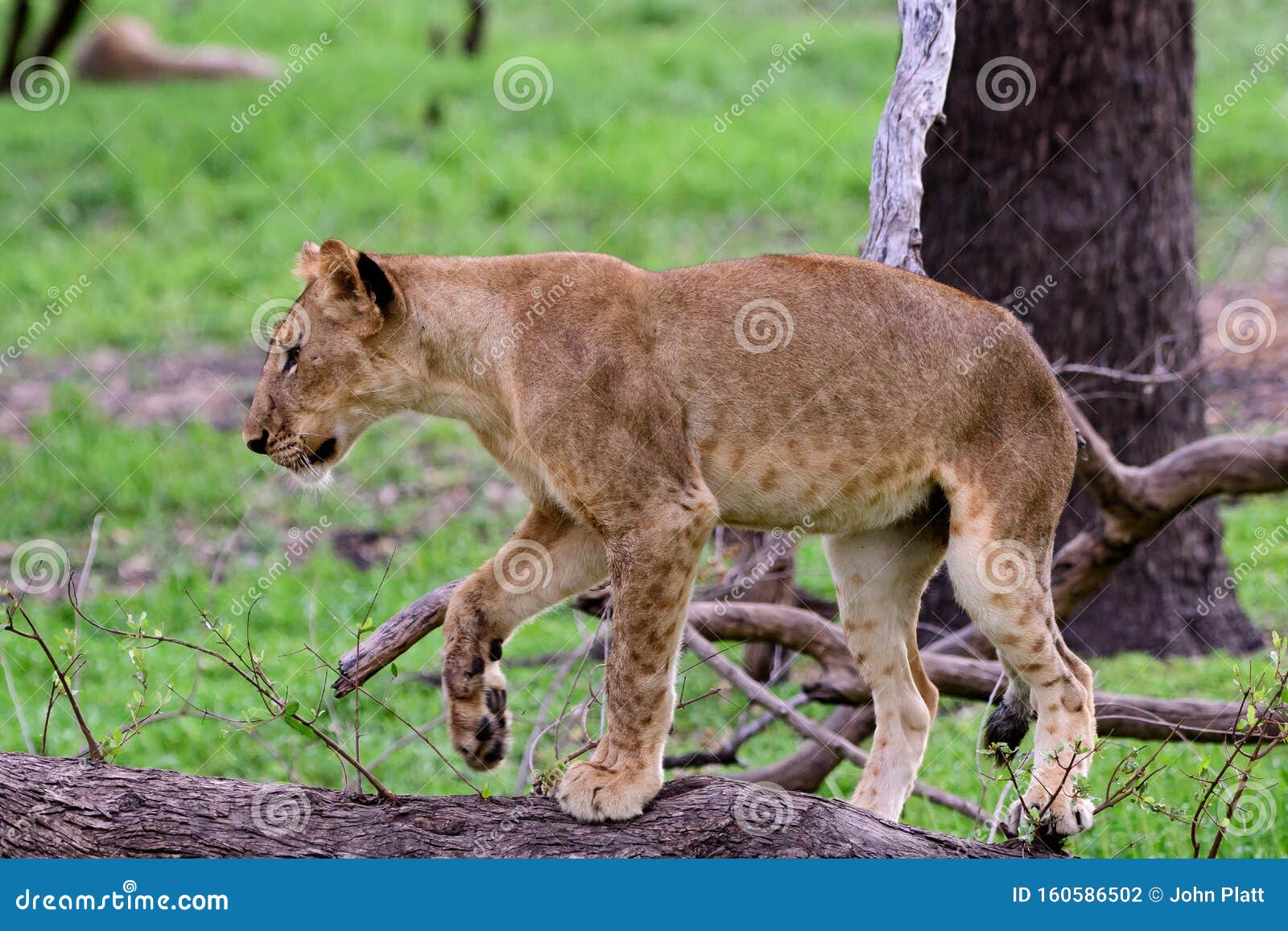 The explorer stock photo. Image of safari, african, mammals - 160586502