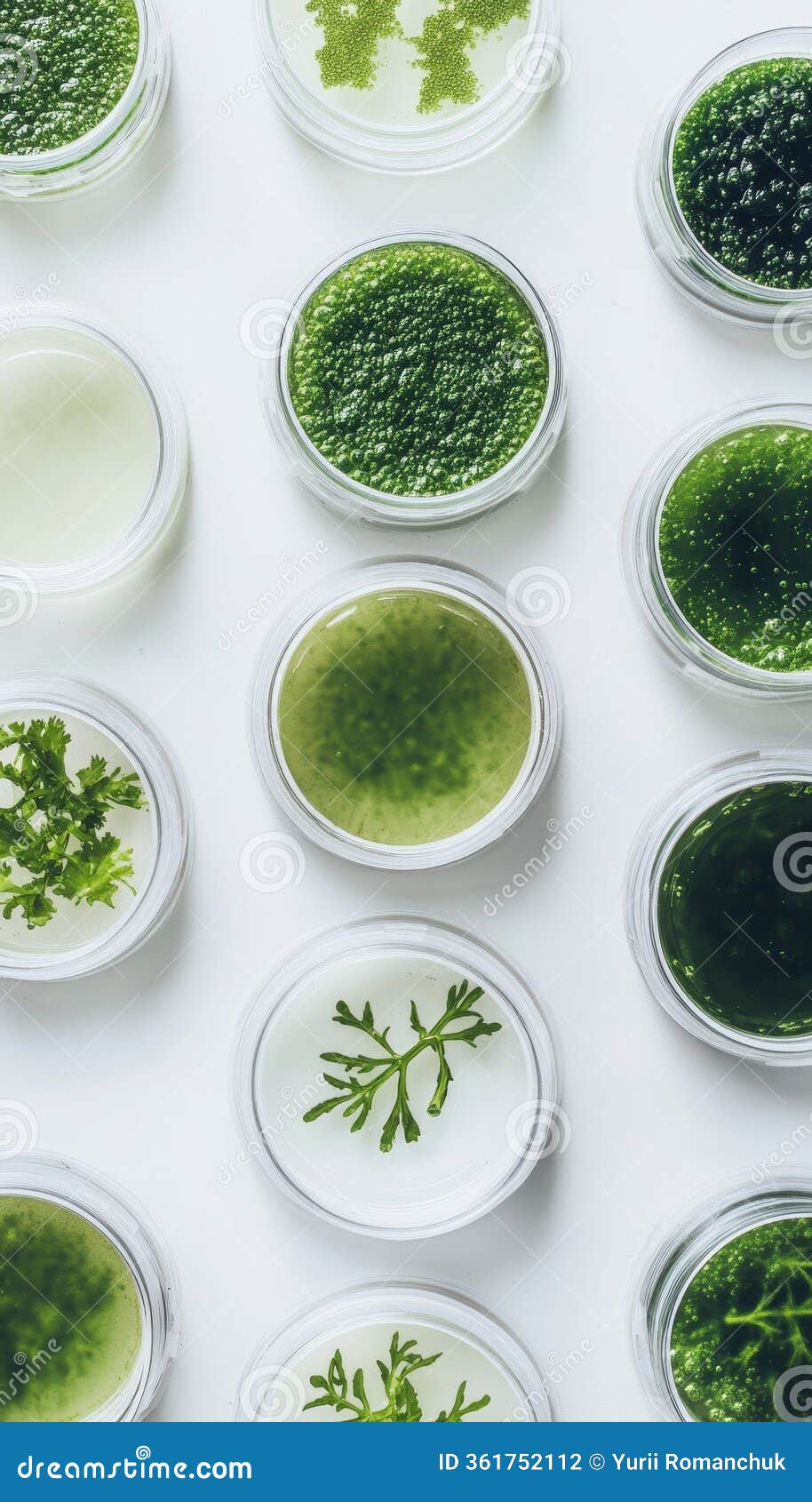 Biofuel Research: Top View Of Algae And Microalgae In Laboratory For ...