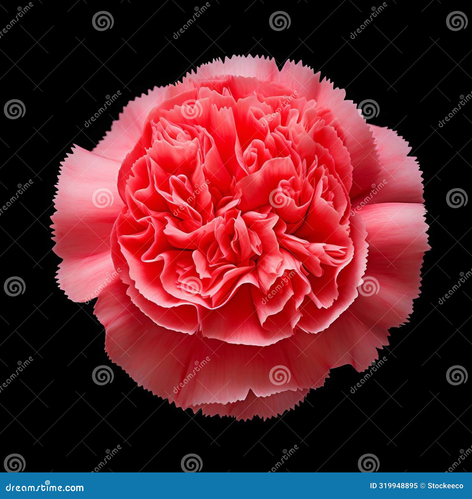 Exploring the Anatomy of a Carnation: Single and Full Views on White ...