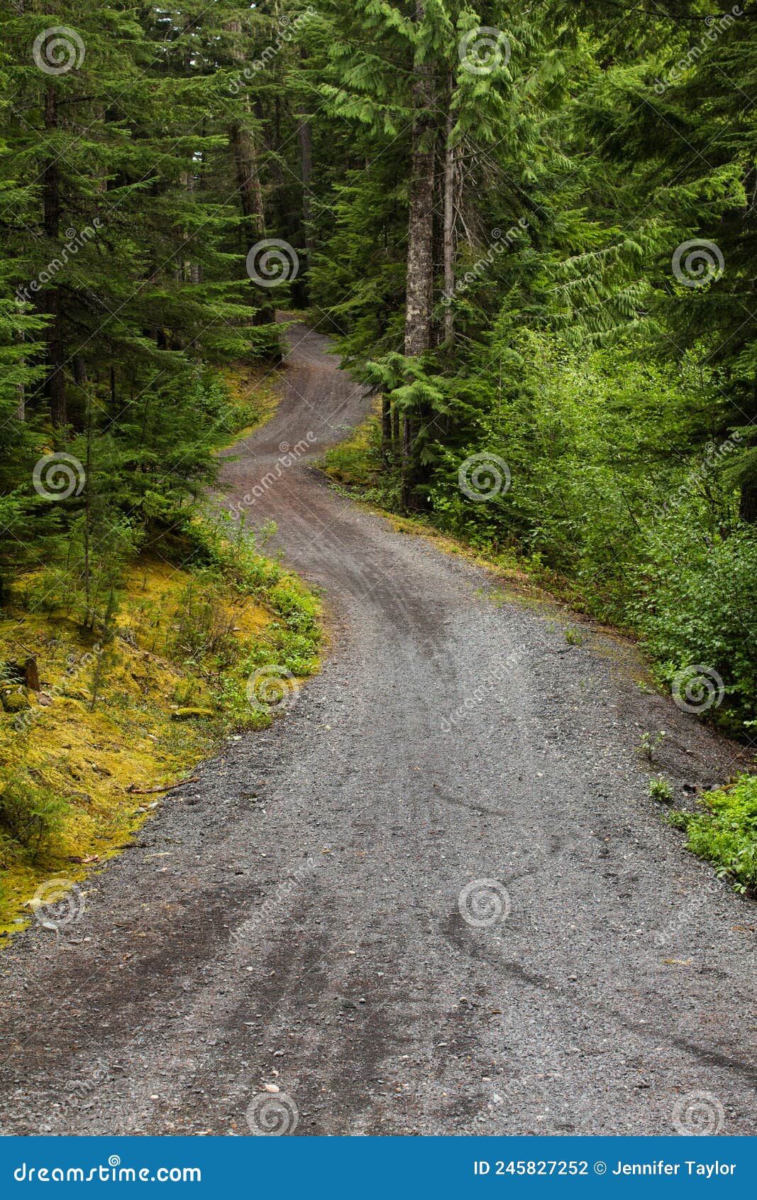 Windy Trail in Forest in British Columbia, Canada Stock Photo - Image ...
