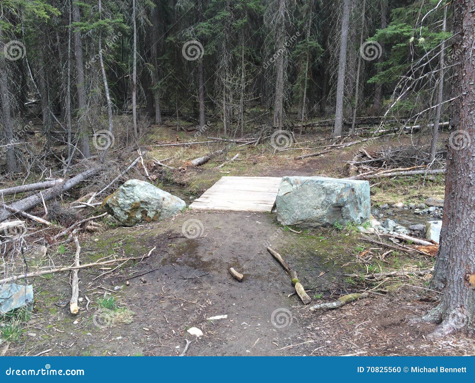 Exploring a Beautiful Scenic Forest Lake Trail Stock Photo - Image of ...