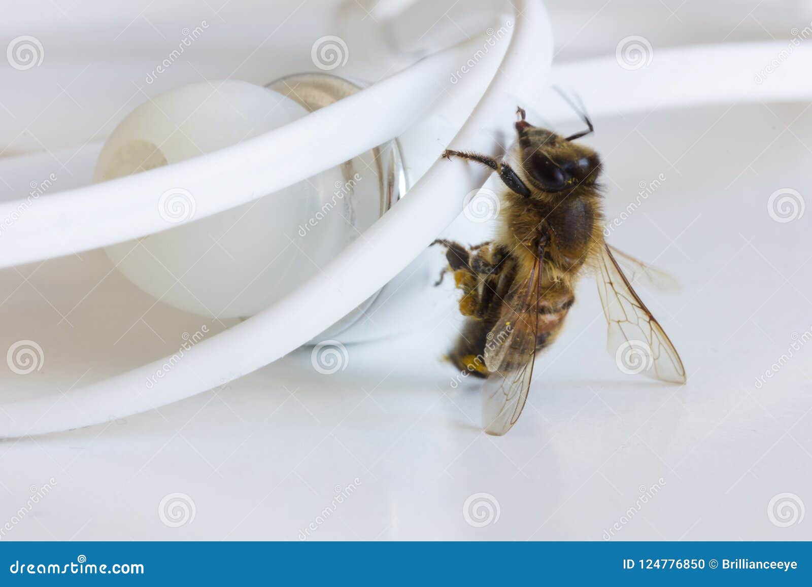 Exploring Bee Climbing on White Earphones Stock Photo - Image of ...
