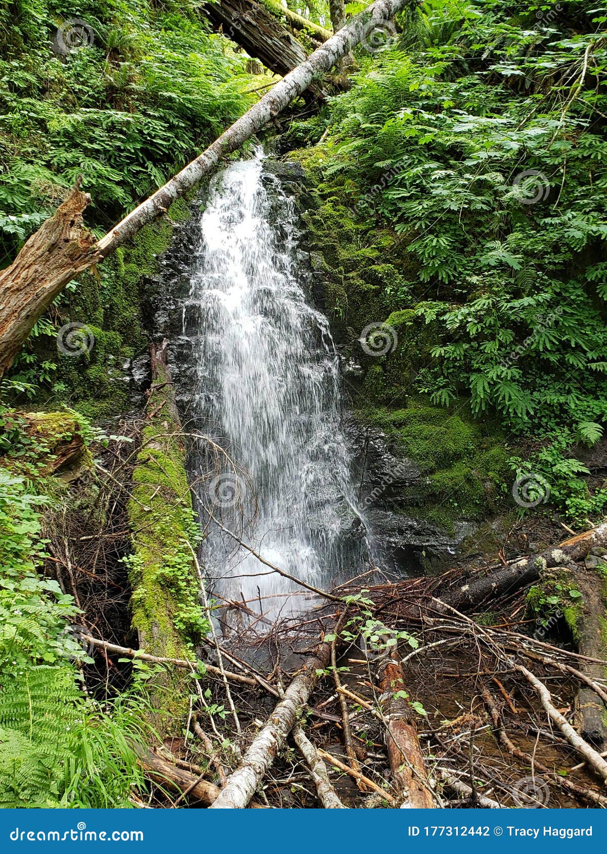 Exploring the Broken Waterfall Stock Photo - Image of waterfall ...