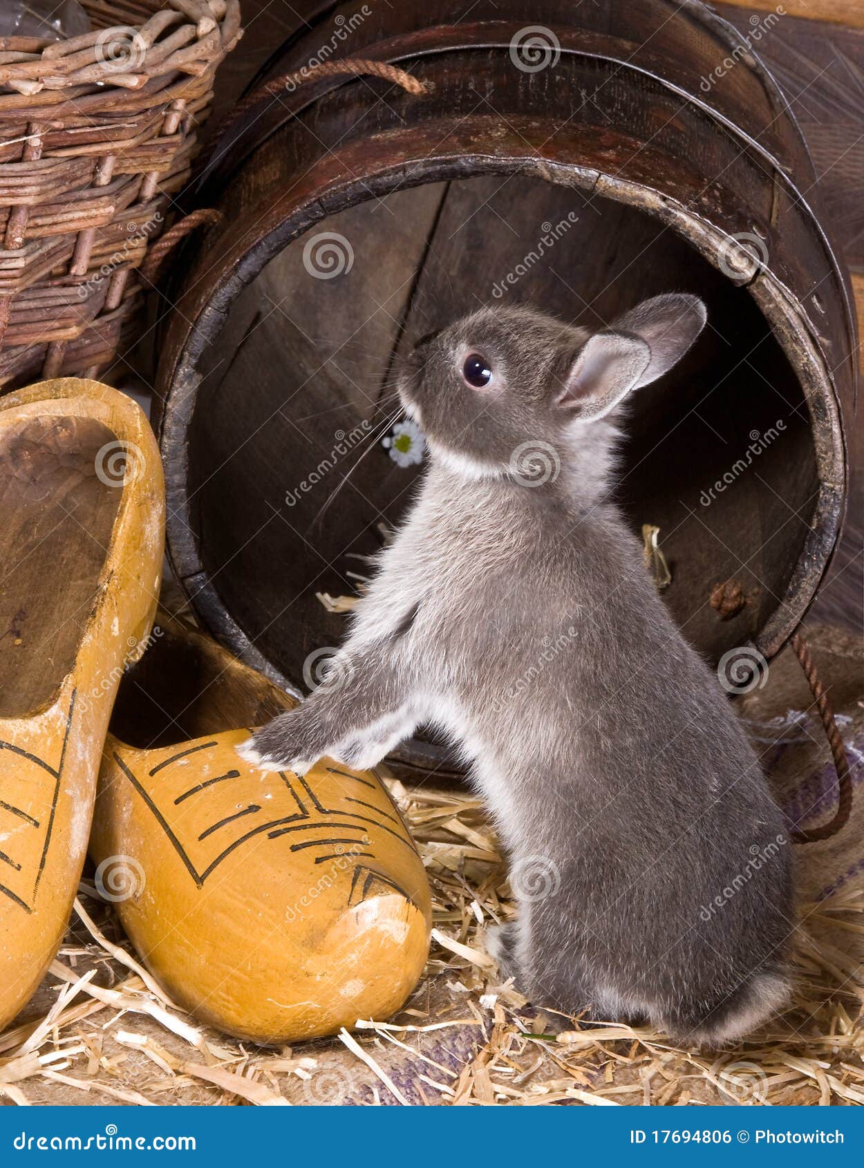 Exploring bunny stock photo. Image of straw, hare, animal - 17694806