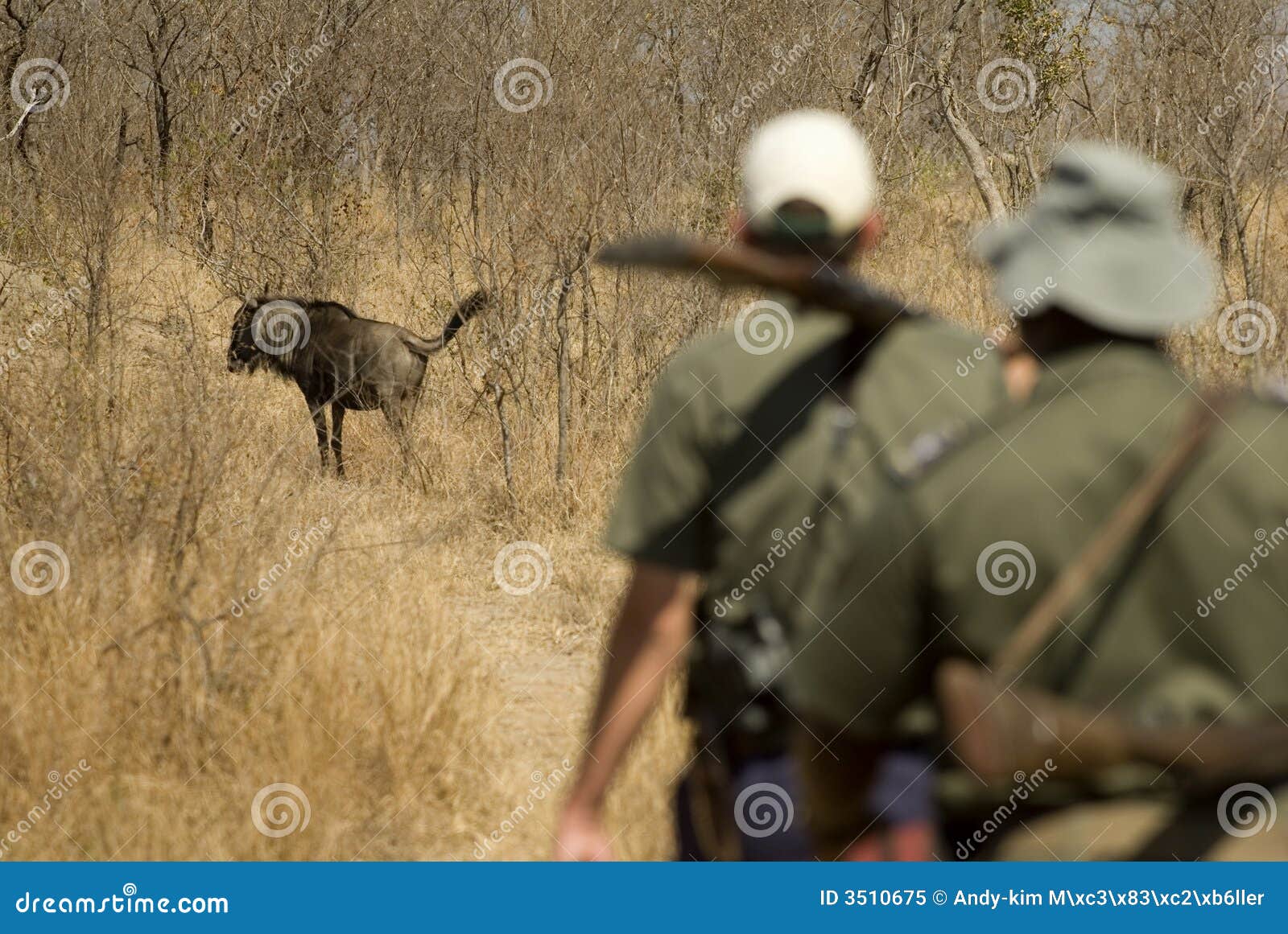 Exploring the bush stock image. Image of outdoor, nationalpark - 3510675