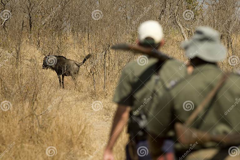 Exploring the bush stock image. Image of outdoor, nationalpark - 3510675