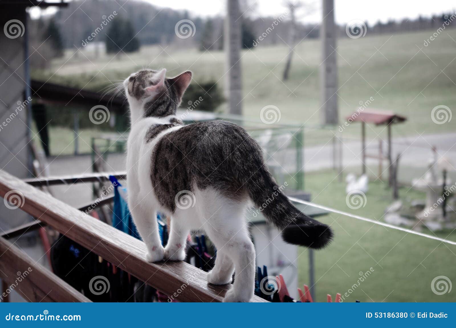 Exploring cat stock photo. Image of exploring, animals - 53186380