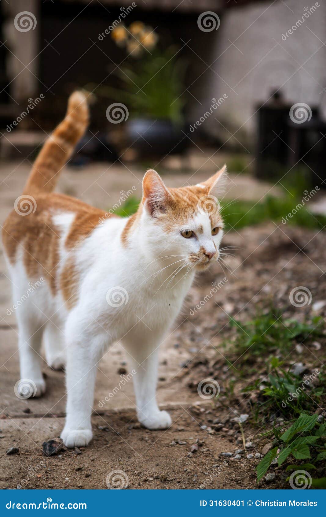 Exploring cat stock image. Image of young, curious, cute - 31630401
