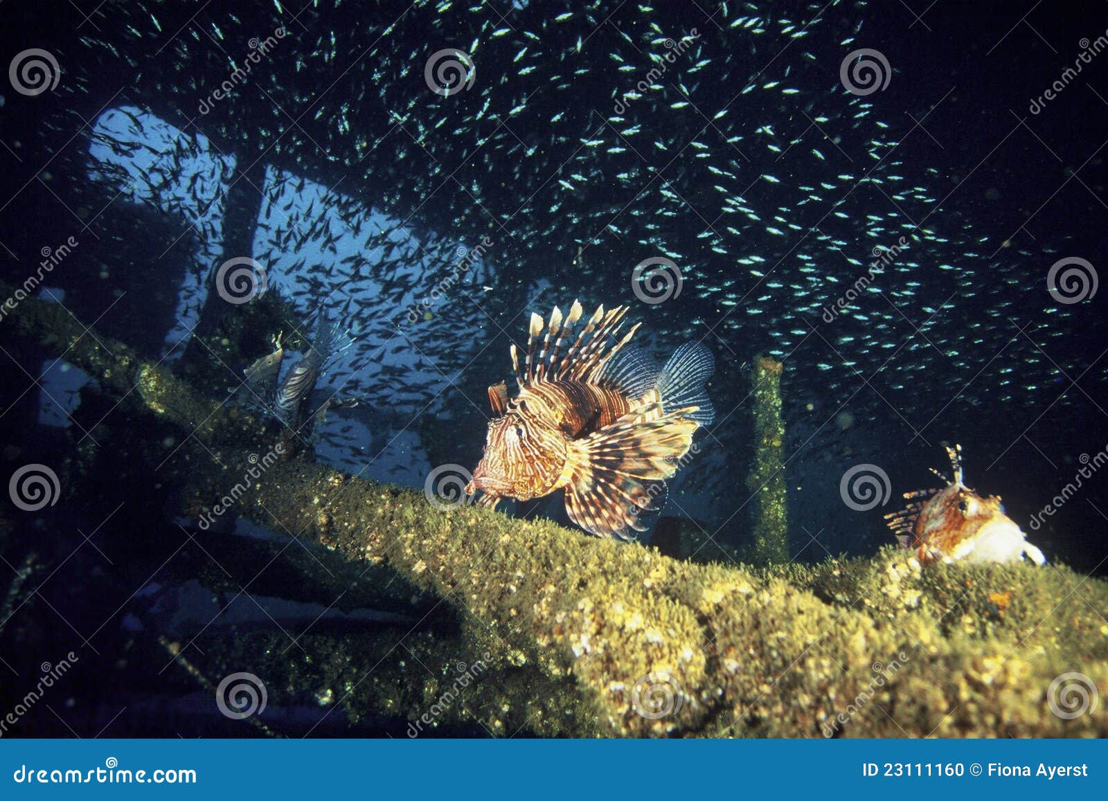 Exploring devil firefish stock photo. Image of firefish - 23111160