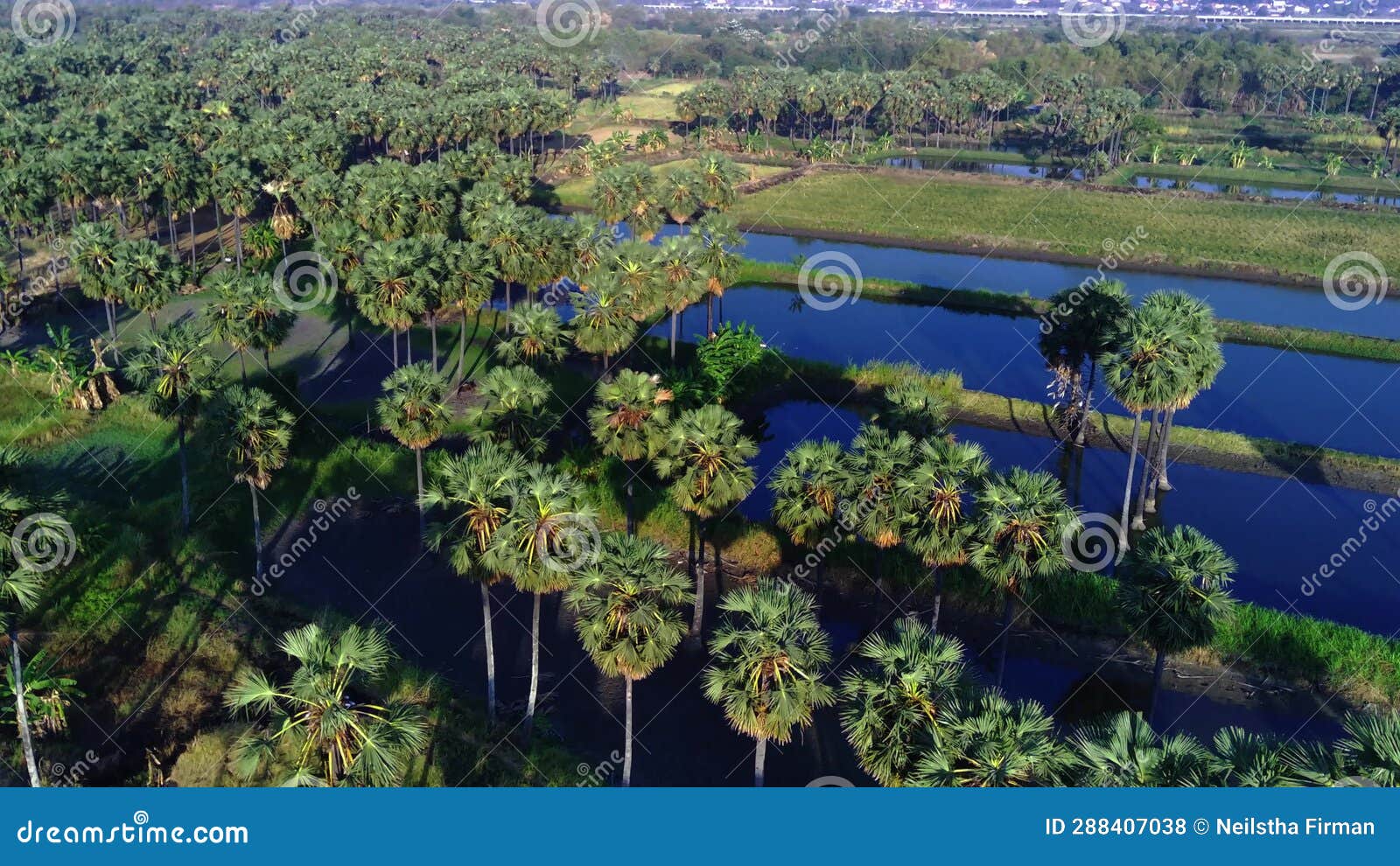 Exploring the Expanse of Lontar Palm Trees and Several Fish Ponds in ...