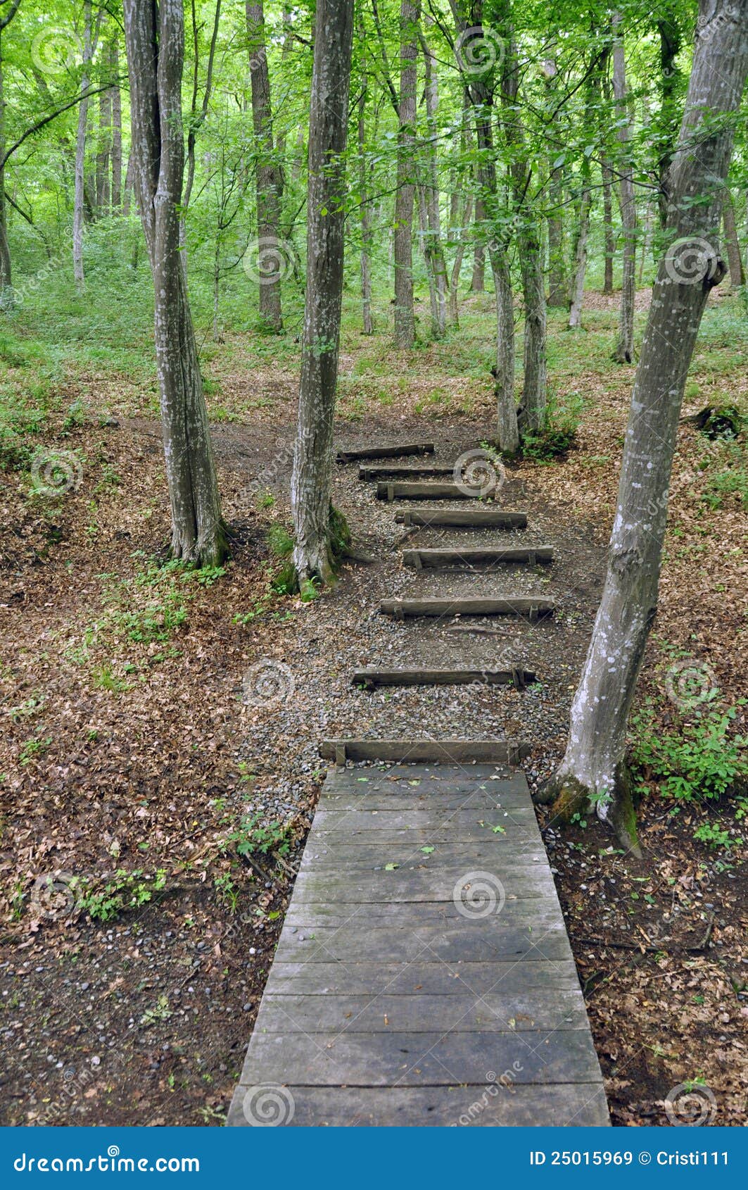 Exploring forest stock image. Image of heaven, botanical - 25015969