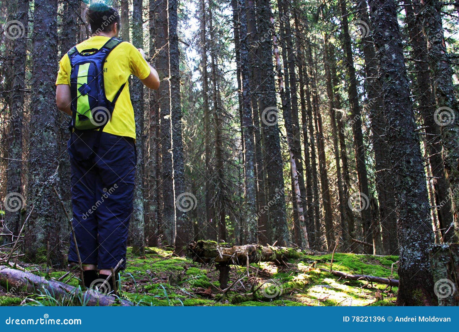 Exploring the forest stock photo. Image of beautiful - 78221396