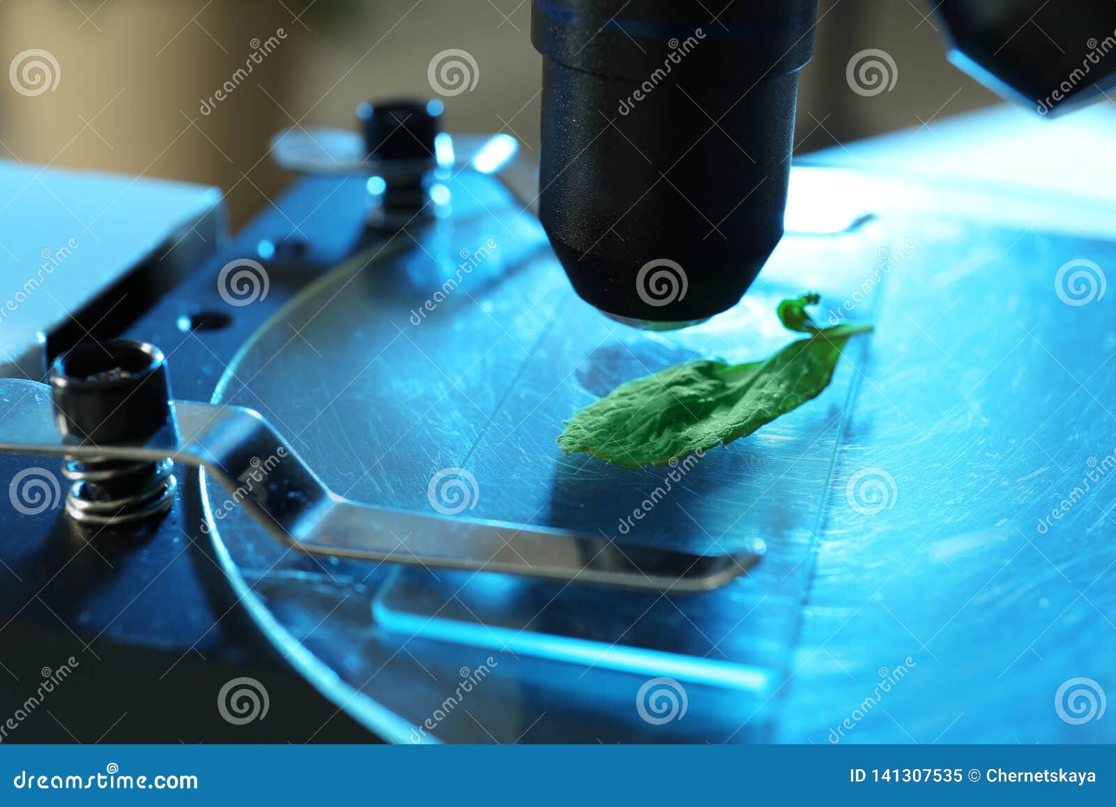 Exploring Green Leaf Under Microscope, Closeup. Stock Image - Image of ...