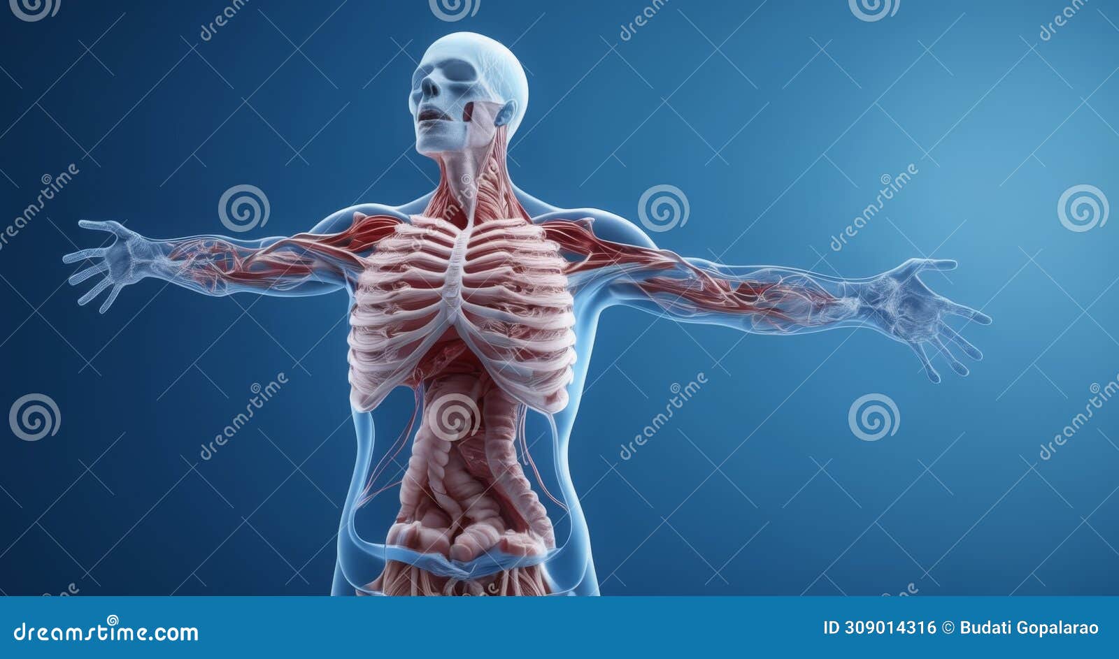 Exploring the Human Anatomy - a 3D Rendering of the Skeletal and ...