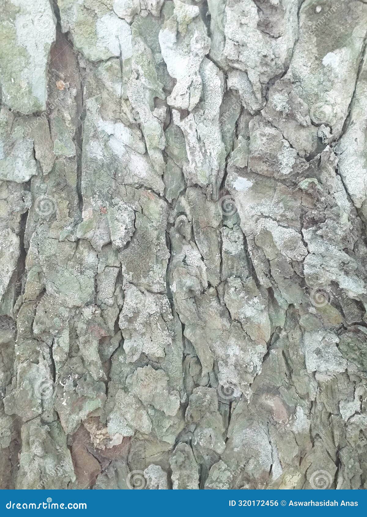 Exploring the Intricate Texture of Bark Stock Photo - Image of texture ...