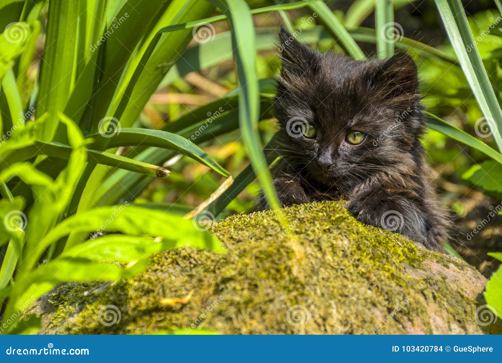 Exploring kitten stock photo. Image of mossy, world - 103420784