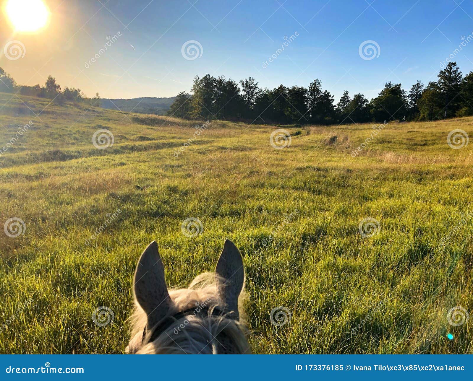 Horse riding in nature stock image. Image of horse, croatia - 173376185