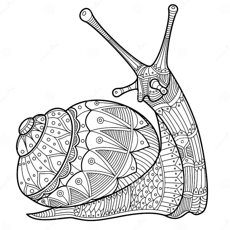 Exploring Patterns in a Snail Line Drawing Stock Illustration ...