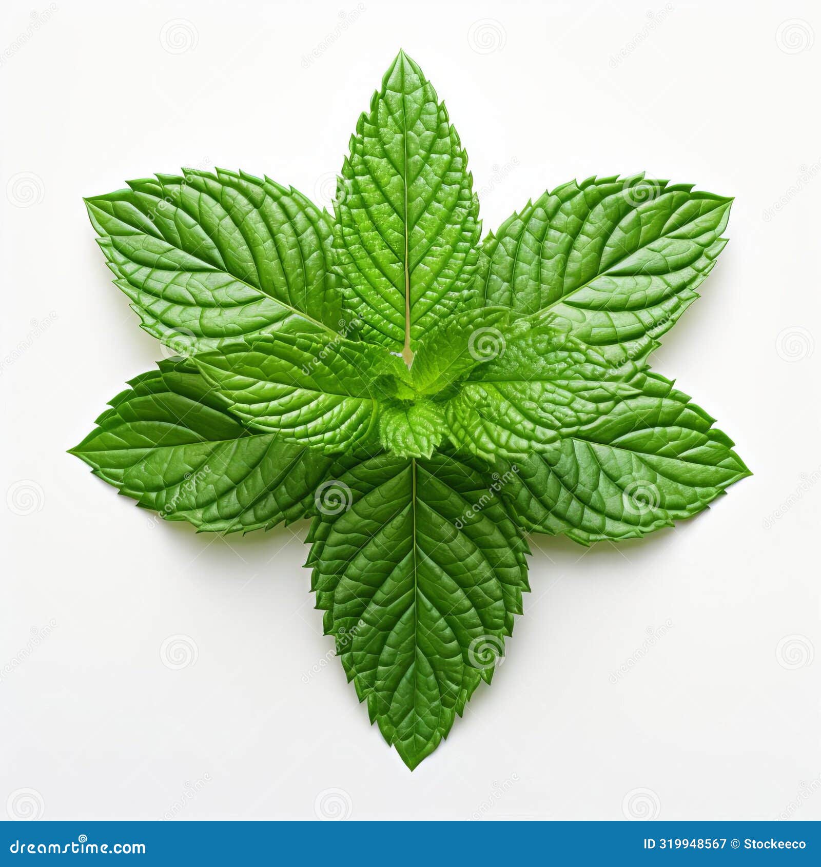 Exploring Peppermint: Single, Full, and Section Views on White ...